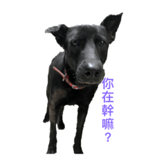 bubuli_20221025173143 - LINE スタンプ | LINE STORE