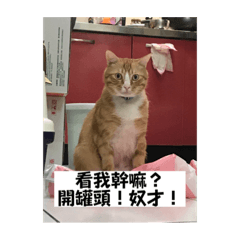 ZeMing_20221027170342 - LINE スタンプ | LINE STORE