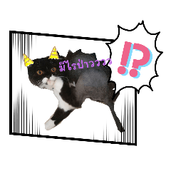 Kandum_20221027231712 – LINE stickers | LINE STORE