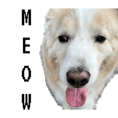 Meat Jo_20221029000039 - LINE スタンプ | LINE STORE