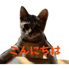 K-boss_20221029171229 – LINE stickers | LINE STORE