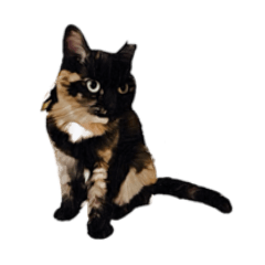 Sabi cat Pocchan's Stamp Shop 3 | Yabe-LINE貼圖代購 | 台灣No.1，最便宜高效率的代購網