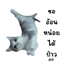 Nokky_haha_20221106201457 – LINE stickers | LINE STORE