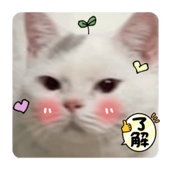 koi9____20221107214210 - LINE スタンプ | LINE STORE