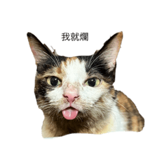 noa_20221114230152 - LINE スタンプ | LINE STORE