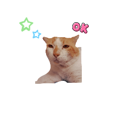 MangoCat – LINE stickers | LINE STORE
