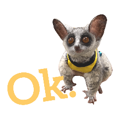 Happy Bushbaby_20221126224025 – LINE 스티커 | LINE STORE