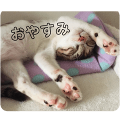 ynyn_20221128123505 – LINE stickers | LINE STORE