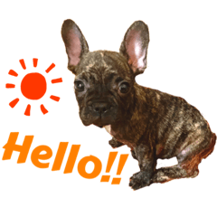 Puppy Doppo sticker - LINE スタンプ | LINE STORE