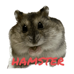 こむいととむむに6 - LINE スタンプ | LINE STORE