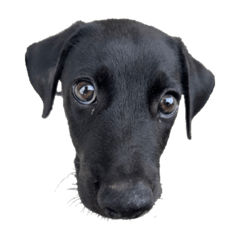 Kun Kai Lin_20221207131302 - LINE スタンプ | LINE STORE