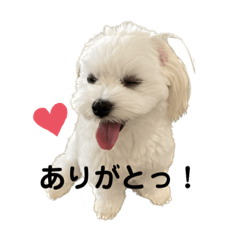 momo_Maltese | Yabe-LINE貼圖代購 | 台灣No.1，最便宜高效率的代購網