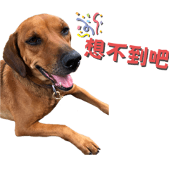 XiangJun_20221214152152 – LINE stickers | LINE STORE