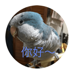 HaHa Parrot – LINE stickers | LINE STORE