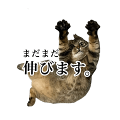 Cute Cat Stamp,easy to use! - Stiker LINE | LINE STORE