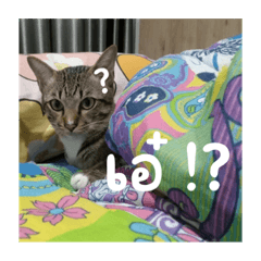 Thaw nea_20221219175752 – LINE stickers | LINE STORE