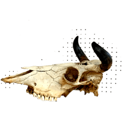 ox bone – LINE貼圖 | LINE STORE