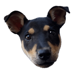 Yeh_animals - LINE スタンプ | LINE STORE