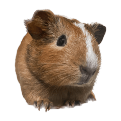 PhaPha is a guinea pig – LINE stickers | LINE STORE