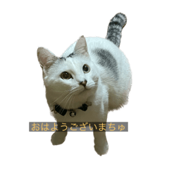 Formalin 1_20221226203639 – Stickers LINE | LINE STORE