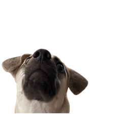 PF. with the dogs_ – LINE stickers | LINE STORE