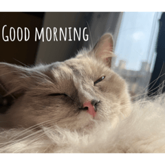 Kuma_20221230134724 – LINE stickers | LINE STORE