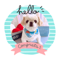 pechi_20221230233605 – LINE stickers | LINE STORE