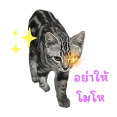 Kill.cat_20230102121553 – LINE stickers | LINE STORE