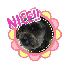 My furry friend 1 – LINE stickers | LINE STORE