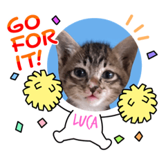 Luca the cat – LINE stickers | LINE STORE