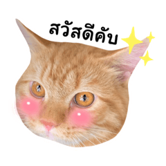 Two lovely cats, Osamu and Osama – LINE stickers | LINE STORE