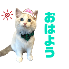 A cat that says hello every day – LINE stickers | LINE STORE