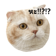 Kaitoon the Scottish fold – สติกเกอร์ LINE | LINE STORE