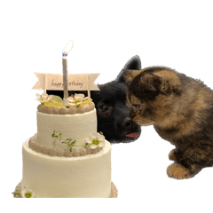 Milo the cat_20230113114250 - Stiker LINE | LINE STORE