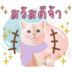 Pipo the cat ver.2 – LINE stickers | LINE STORE