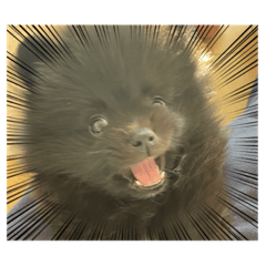 kuma?inu? - Stiker LINE | LINE STORE