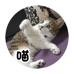 A mi meow meow - LINE スタンプ | LINE STORE