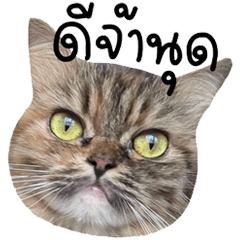 I'M GIGI CAT - Stiker LINE | LINE STORE