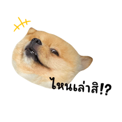 Mapoy_20230120180639 - LINE スタンプ | LINE STORE