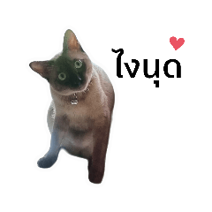 Burning Cat Duo – LINE stickers | LINE STORE