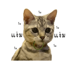 Uncle dd_20230126163916 – LINE stickers | LINE STORE