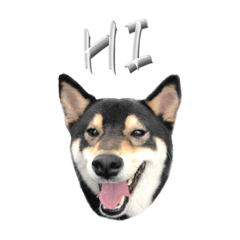 Shiba Cash (only head) - LINE スタンプ | LINE STORE