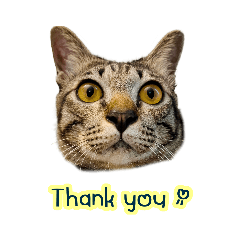Dingdong version 3 – LINE stickers | LINE STORE