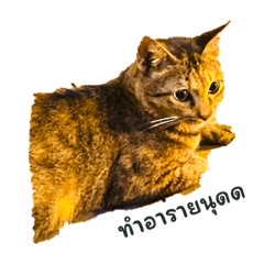 Pyn_20230205175231 - Stiker LINE | LINE STORE