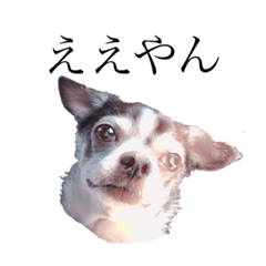 Chamorro Village_20230206122750 – LINE stickers | LINE STORE