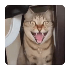 Hanbin & Chibi – LINE stickers | LINE STORE