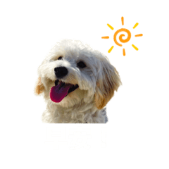 Shabu the doggy – LINE stickers | LINE STORE