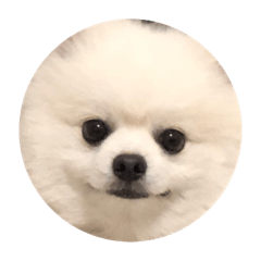 Sharen_20230216210449 – LINE stickers | LINE STORE