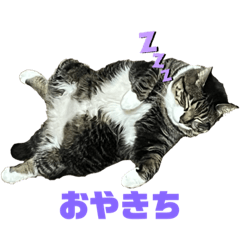 Bonkichi Stamp! – LINE stickers | LINE STORE