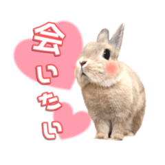 cocochan_20230220012536 – สติกเกอร์ LINE | LINE STORE